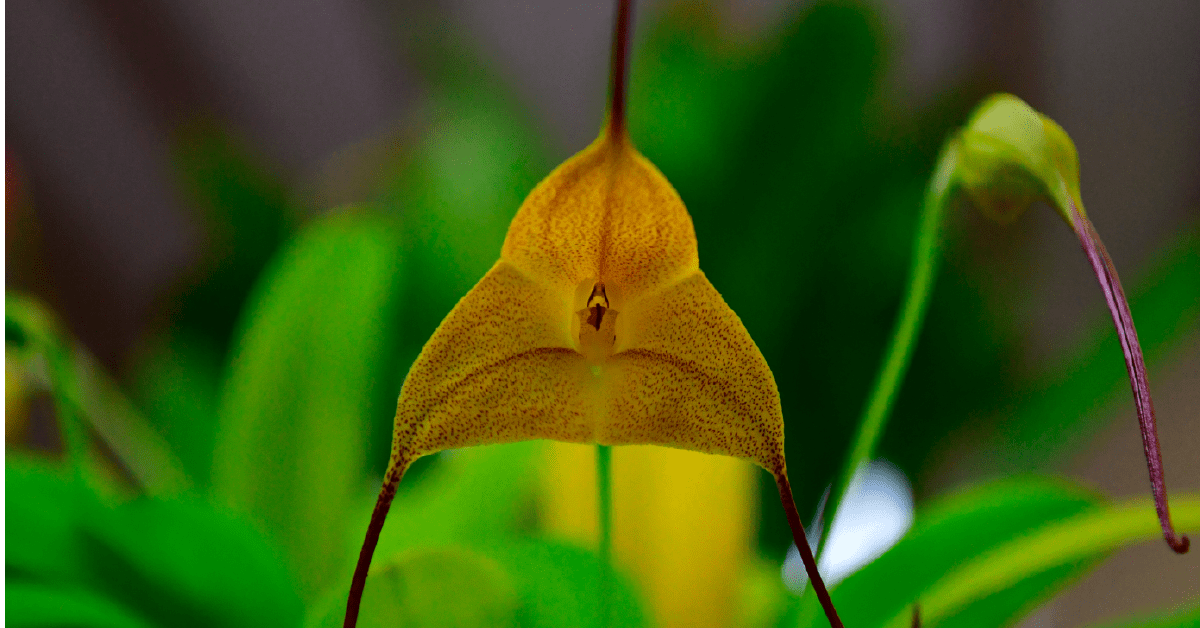 CURSO EXPERTO EN MASDEVALLIAS - Alma del Bosque