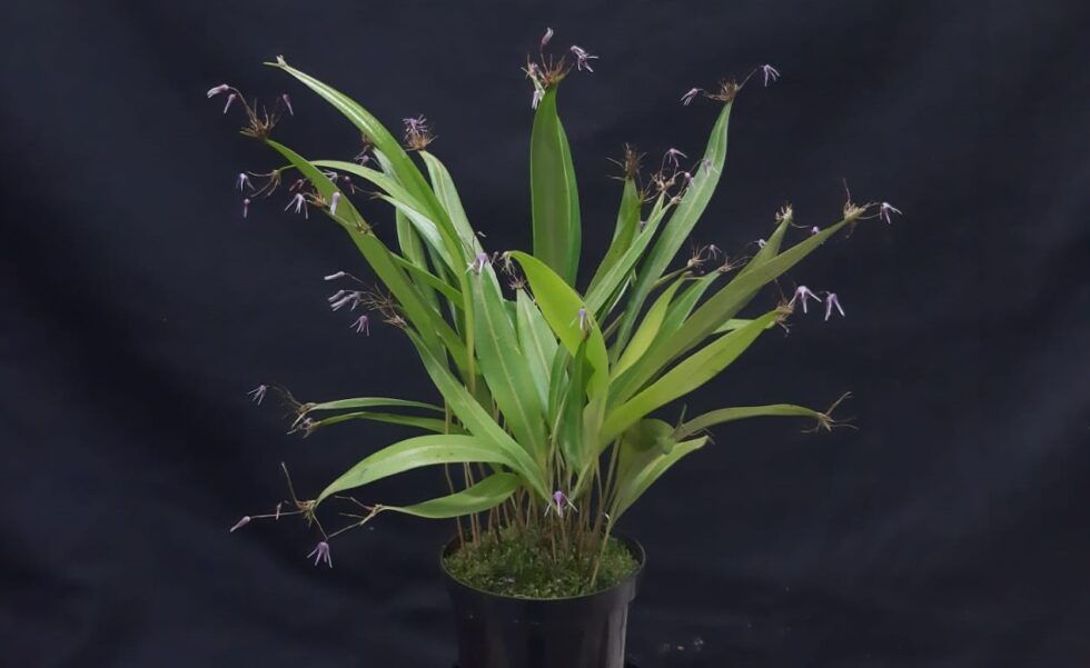 Cultivo de Pleurothallis - Alma del Bosque